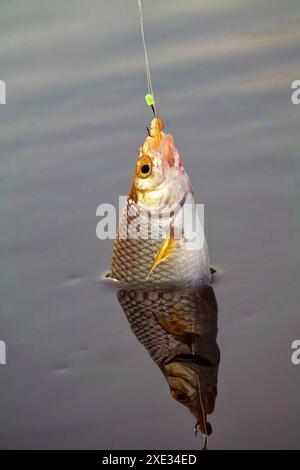 Caught at gambling Stock Photo - Alamy