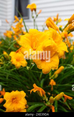 A purple, pink and yellow Hemerocallis lily, Liliam, with flower buds ...