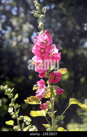 Die Gewöhnliche Stockrose Alcea rosea ist eine Pflanzenart aus der ...