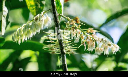 Elaeocarpus ganitrus (Jenitri, Ganitri, ganiter atau ganitris ...