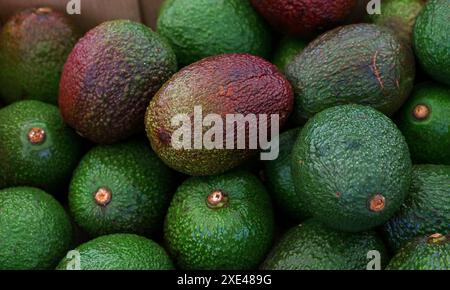 Fresh green avocado on retail display Stock Photo - Alamy