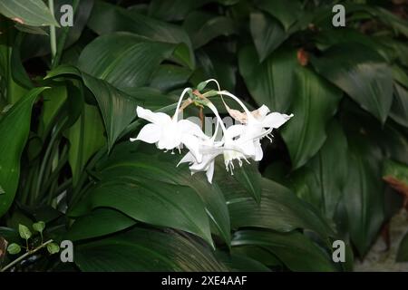 Amazon lily, Eucharis amazonica, leaves Stock Photo - Alamy