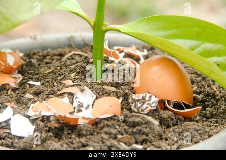 Egg shells and plants, the benefits of calcium from egg shells are good ...