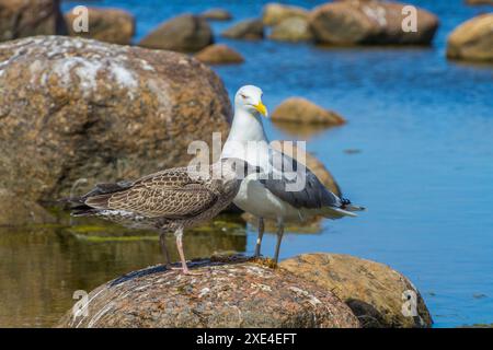 Taxonomy of birds. The Scandinavian Herring Gull (Larus argentatus ...