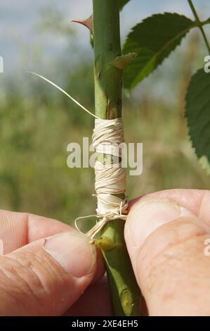 Raphia, Raffiabast, raffia string Stock Photo - Alamy