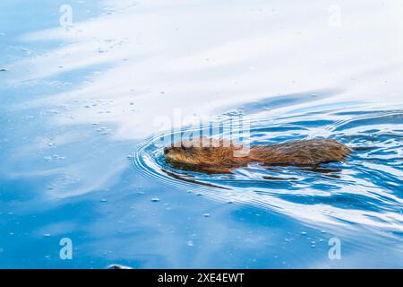 Muskrat, Ondatra zibethicuseats swiming at the surface of the lake ...