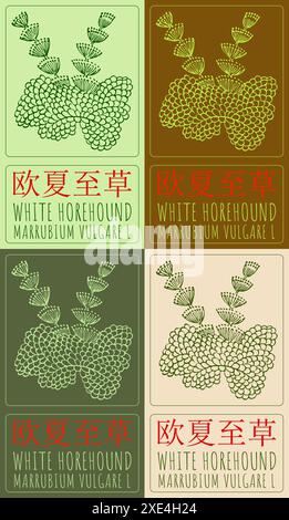 Set of vector drawing of WHITE HOREHOUND in various colors. Hand drawn ...