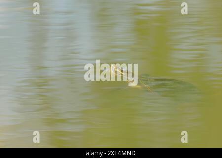a krefft's turtle takes a breath while swimming in a stream at granite ...