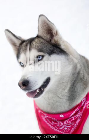 A close-up of a Siberian Husky smiling brightly against a white ...