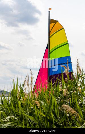 Sail behind reeds Stock Photo - Alamy