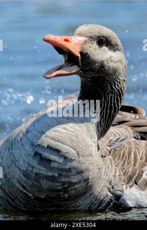 A Greylag Goose enjoying a bath Stock Photo - Alamy