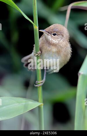 juvenile European Reed Warbler (Acrocephalus scripaceus) clinging to a ...