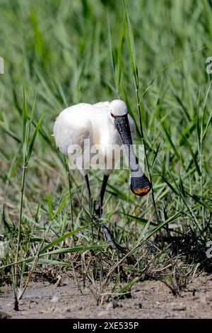 The yellow spoonbill is a large white sea bird with a cream bill that ...