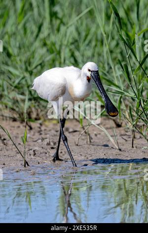 The yellow spoonbill is a large white sea bird with a cream bill that ...