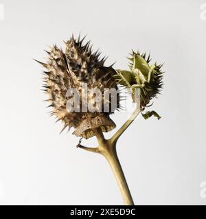 Thorn apple, white Jimson Weed (Datura stramonium), fruit bunch Stock ...