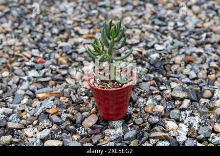 Miniature pine tree crassula tetragona succulent in a small pot Stock ...