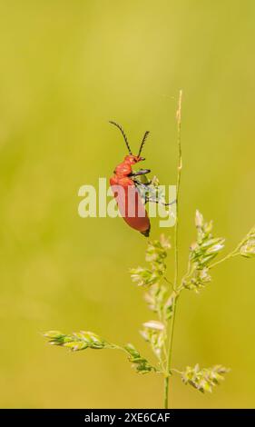 Red-headed Fire Beetle, red-headed cardinal beetle (Pyrochroa ...