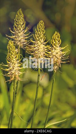 Spiky devil's claw 'Phyteuma spicatum' with meadow bumblebee 'Bombus ...