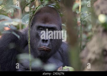 Adult silverback gorilla eating tree Stock Photo - Alamy