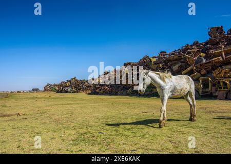 White horse grazing at the Italian tank cemetery in Asmara, Eritrea ...