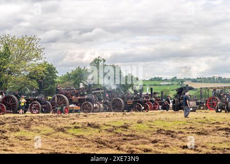 Steam engines lined up at Innishannon Steam Rally 2024, Ireland Stock ...