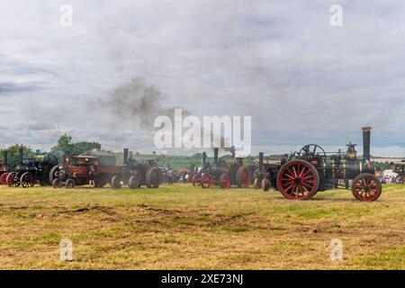 Steam engines lined up at Innishannon Steam Rally 2024, Ireland Stock ...