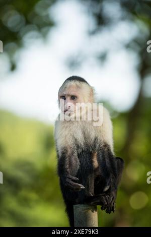 One of monkeys of Monkey Beach, on top of a tree in tropical vegetation ...