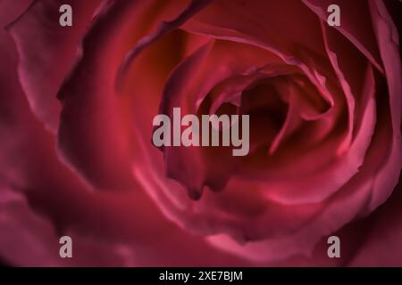 Abstract floral background, red purple chrysanthemum flower petals ...