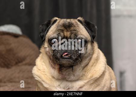 pug suffers from food allergies. skin irritation on dog's neck Stock ...