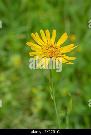 Meadow beard Tragopogon pratensis Stock Photo - Alamy