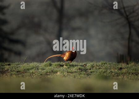 Common pheasant during spring mating. Male of pheasant on the meadow ...