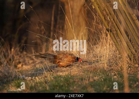 Common pheasant during spring mating. Male of pheasant on the meadow ...