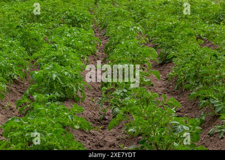 Potato field with green shoots of potatoes Stock Photo - Alamy
