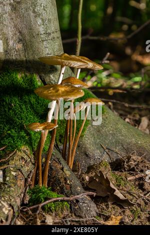Edible mushroom Hymenopellis radicata or Xerula radicata on a mountain ...