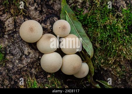 Set of Lycoperdon Perlatum mushrooms in the pine forest Stock Photo - Alamy