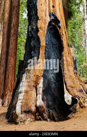 Fire scar on the trunk of a giant sequoia Stock Photo - Alamy
