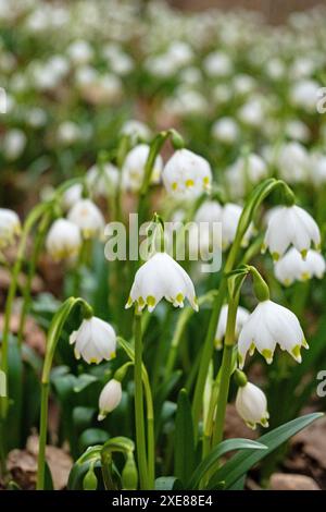 A selective of snowbell flowers Stock Photo - Alamy