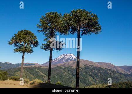 Aurakia in South America, the araucaria is a plant genus in the ...