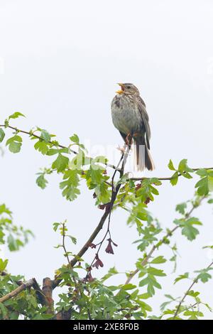 Singing corn bunting male (Emberiza calandra, Miliaria calandra), Corn ...