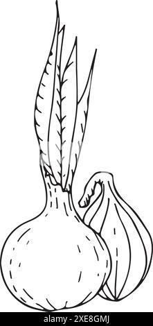 Outline, simple vector onion vegetable icon isolated on white ...