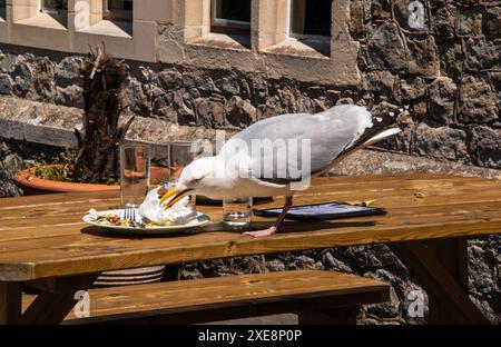 Seagull scavenging leftover lunch Stock Photo - Alamy