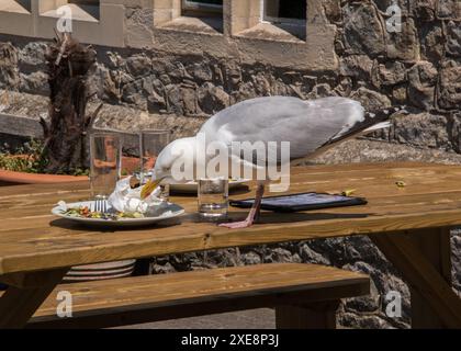 Seagull scavenging leftover lunch Stock Photo - Alamy