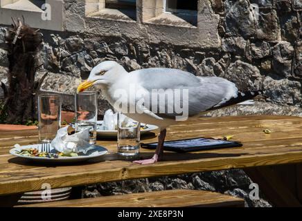 Seagull scavenging leftover lunch Stock Photo - Alamy