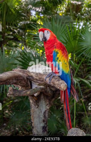 Scarlet Macaw or Flag Macaw (Ara macao) at Eco-Park in Quintana Roo ...
