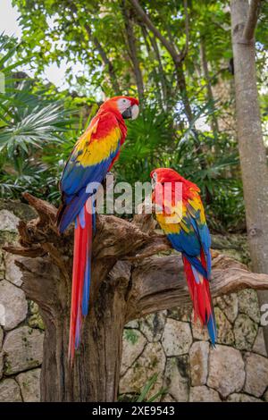Scarlet Macaw or Flag Macaw (Ara macao) at Eco-Park in Quintana Roo ...