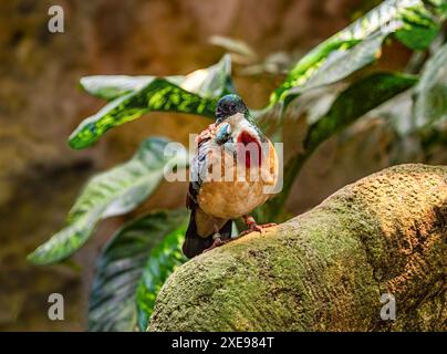 Asian Mindanao bleeding-heart pigeon (Gallicolumba criniger), a.k.a ...