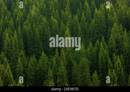 Full-frame view of a lush green Philadelphus shrub covered in white ...