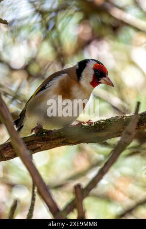 The European Goldfinch, with its vibrant colors, feeds on seeds and ...