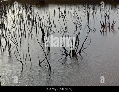 tree tops exsposed in a lake during a drought year at Quarry Lakes ...