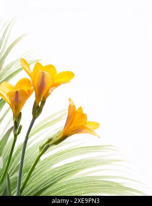 Yellow freesia flower, isolated on white Stock Photo - Alamy